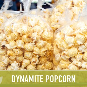 Dynamite Popcorn Seeds - Heirloom South American Yellow, Non GMO - Etsy