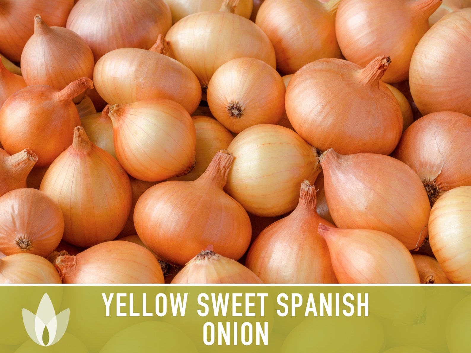 Yellow Sweet Spanish Onion Seeds Heirloom Root Vegetables - Etsy