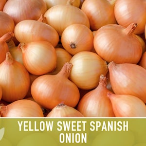 Yellow Sweet Spanish Onion Seeds Heirloom Root Vegetables - Etsy