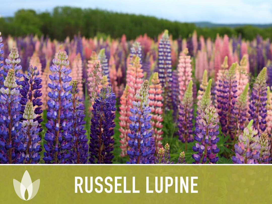 Lupine Russell Flower Seeds Heirloom Seeds Pollinator - Etsy