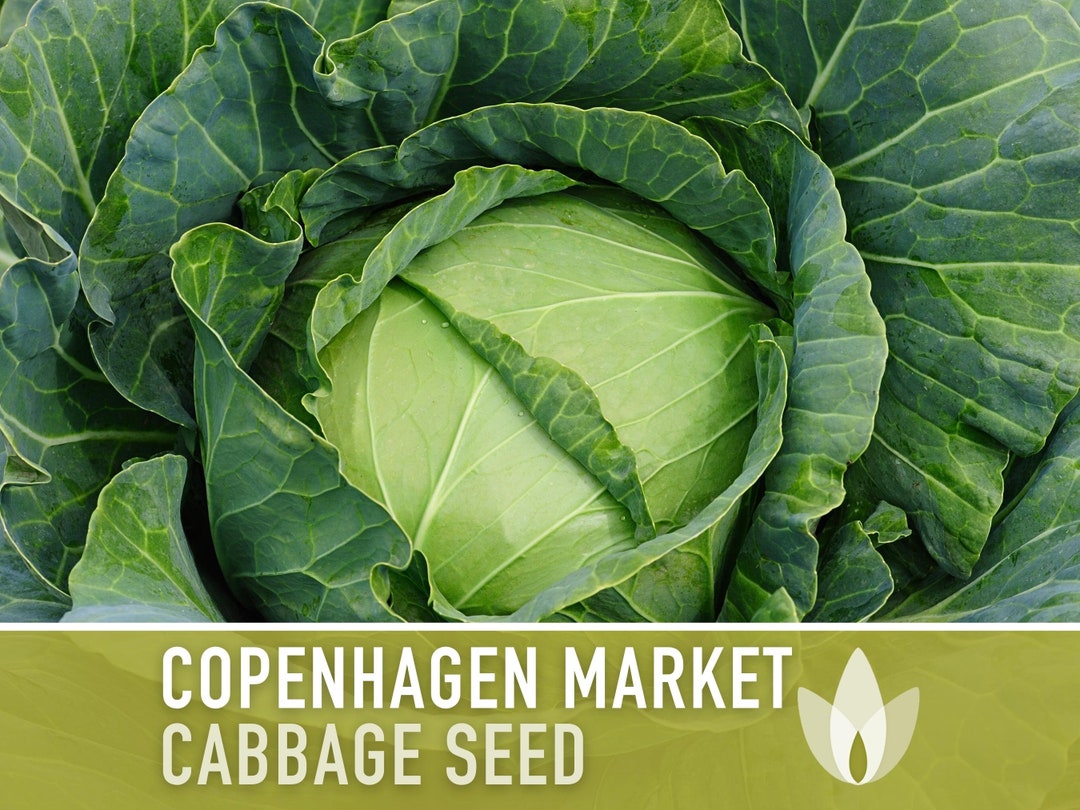 Copenhagen Market Cabbage Seeds – Heirloom, Non-gmo - Etsy