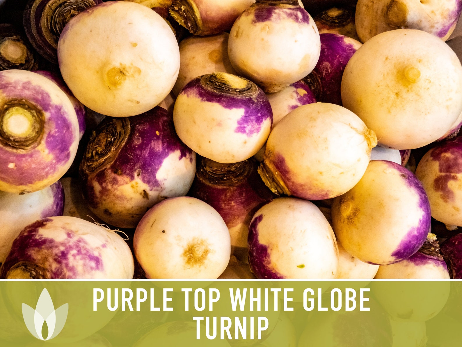 Purple Top White Globe Turnip Heirloom Seeds - Etsy