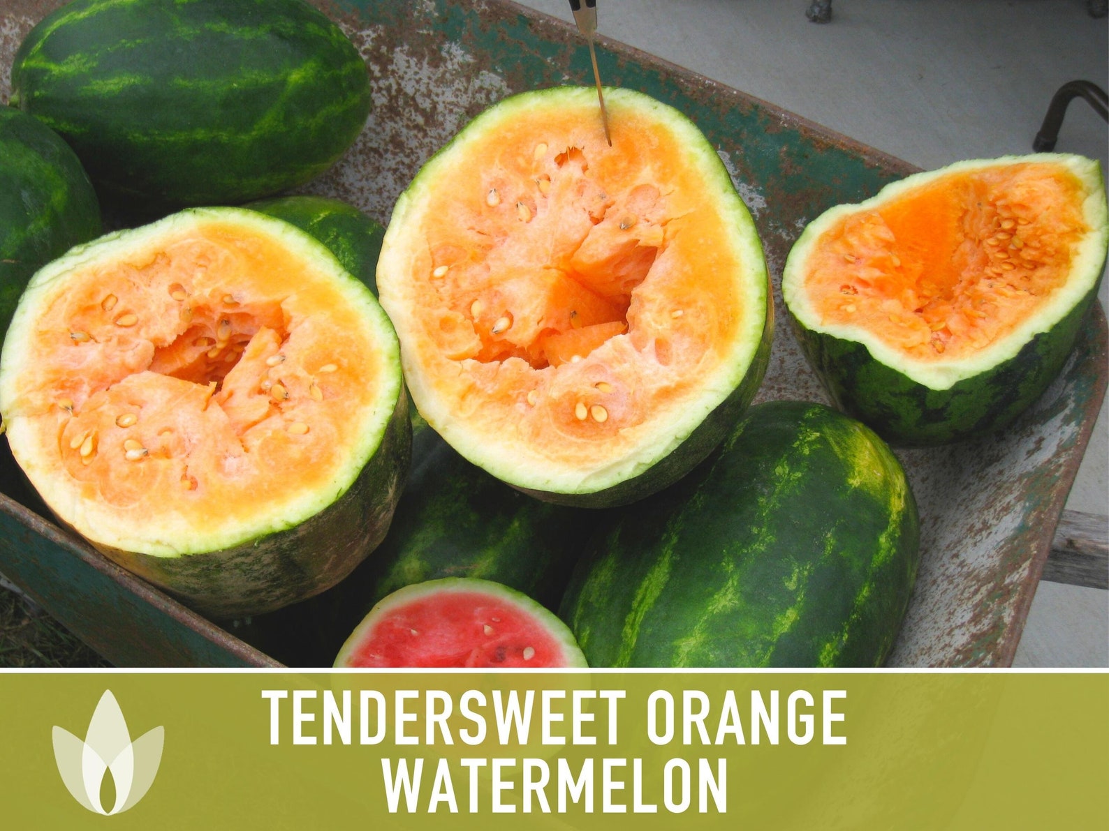 Tendersweet Orange Watermelon Heirloom Seeds - Etsy