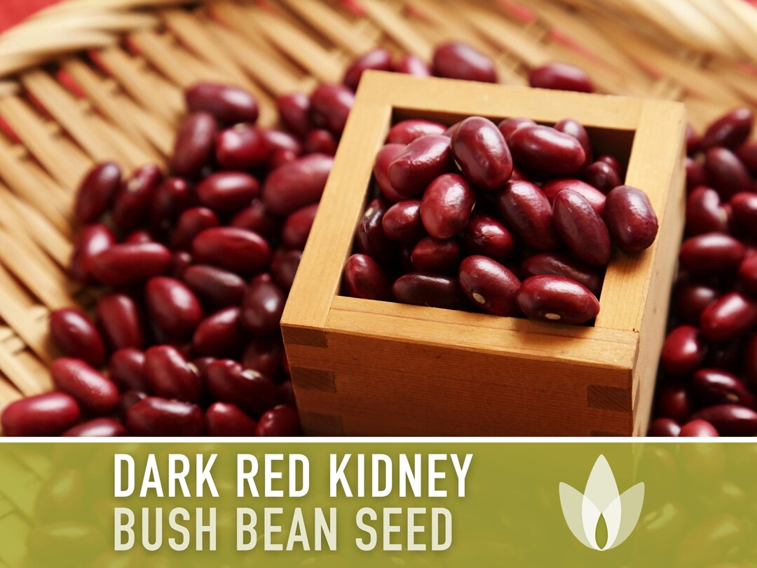 Dark Red Kidney Bean Seeds - Heirloom Seeds, Bush Bean, High Yield ...