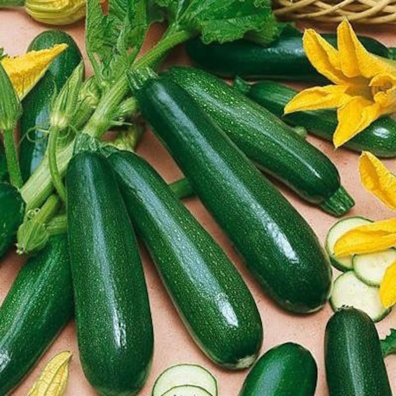 Black Beauty Zucchini Summer Squash Heirloom Seeds - Etsy
