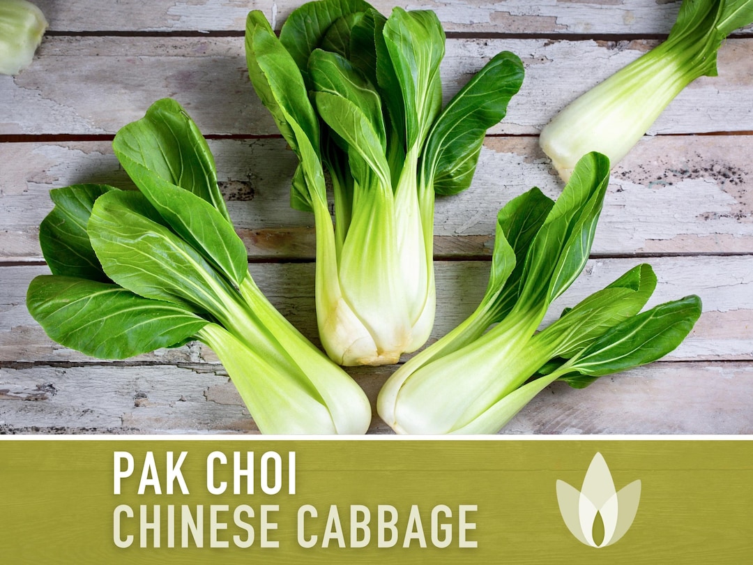 Pak Choi Chinese Cabbage Seeds - Heirloom, Microgreens, Sprouting Seeds ...