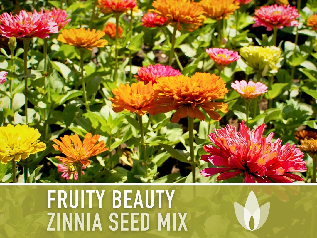 Zinnia, Fruity Beauty Flower Seed Mix Heirloom Seeds, Berry Zinnia ...