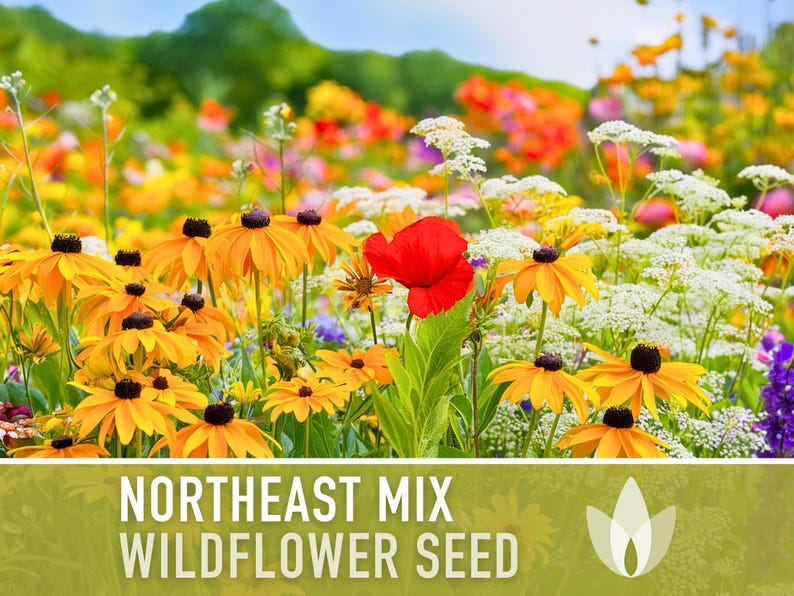 Northeast Wildflower Seed Mix – 100+ Heirloom, Native Flowers - Etsy