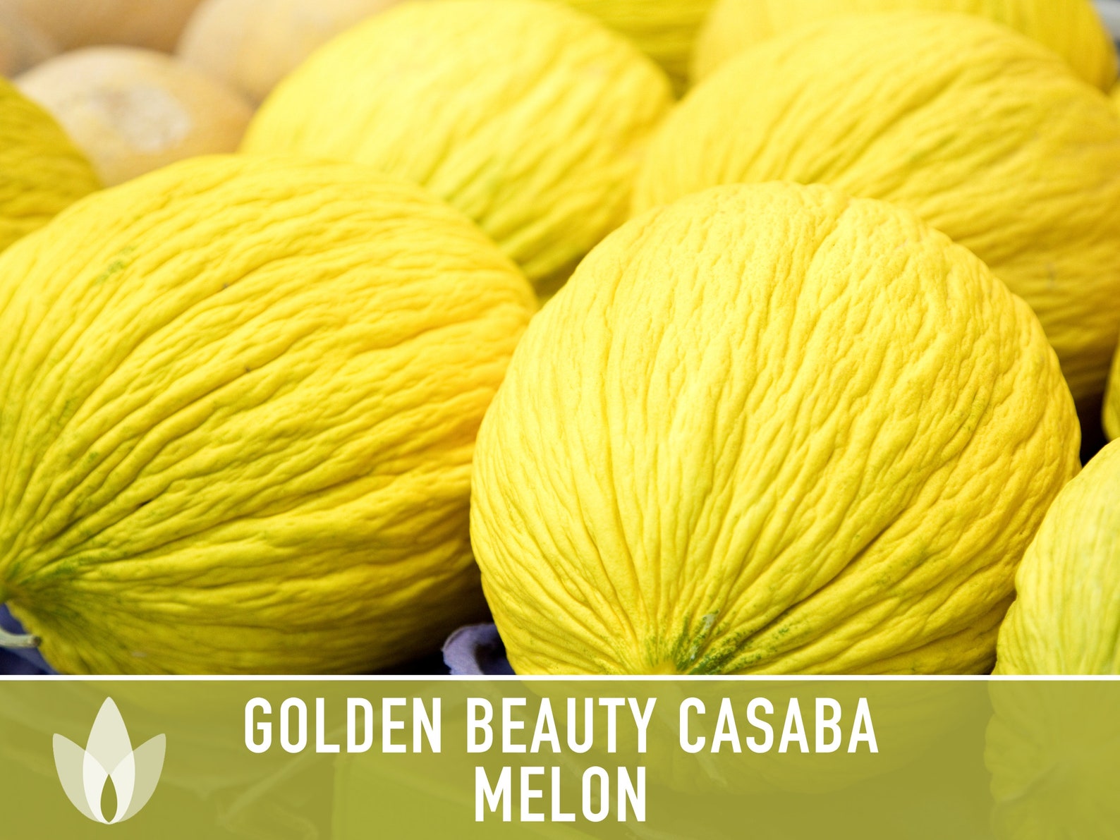 Golden Beauty Casaba Melon Seeds Heirloom Seeds White - Etsy