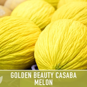 Golden Beauty Casaba Melon Seeds - Heirloom Seeds, White Flesh, Yellow ...
