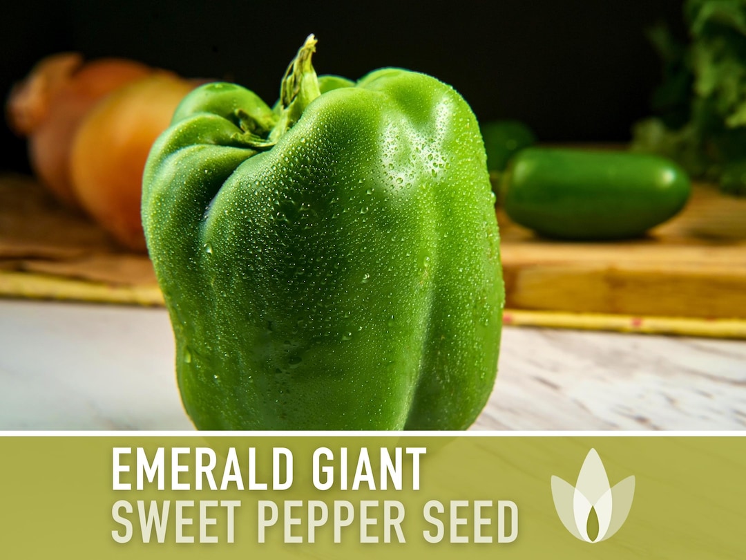 Emerald Giant Sweet Pepper Heirloom Seeds - Bell Pepper, Stuffed ...