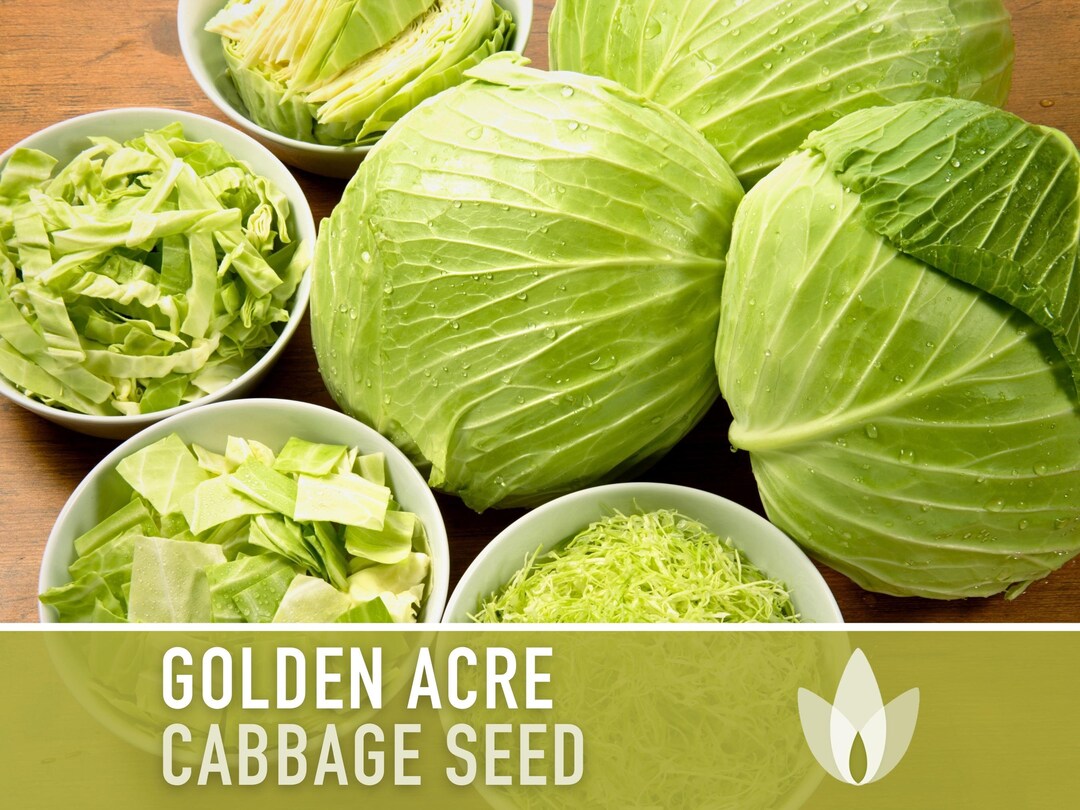 Golden Acre Cabbage Seeds - Heirloom, Sprouting Seeds, Microgreens ...