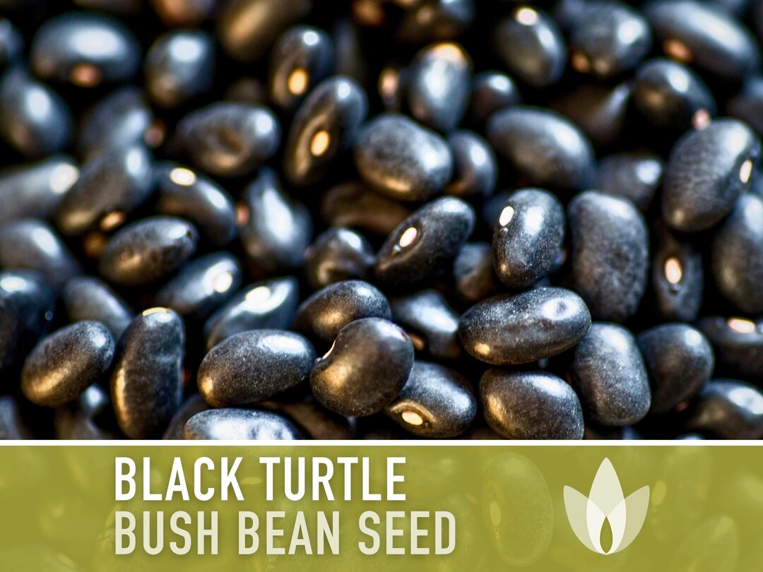 Black Turtle Bush Bean Seeds - Heirloom Seeds, Bush Bean, High Yield ...