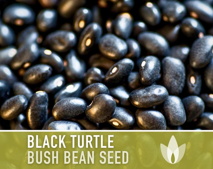 25 Heirloom Puerto Rican Black Bean SEEDS Pole Bean Seed Black Beans ...