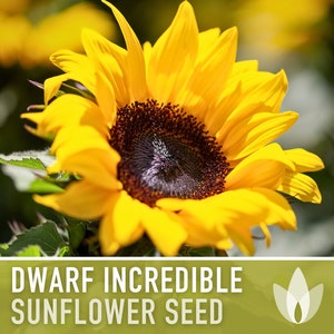 Dwarf Incredible Sunflower Seeds - Heirloom Seeds, Dwarf Sunflower ...