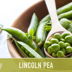 Lincoln Garden Pea Seeds - Heirloom, High Yield, Shelling Pea - Etsy