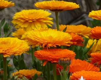 Calendula Officinalis Fancy Mix Heirloom Seeds Flower Seeds | Etsy