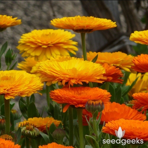 Calendula Officinalis Fancy Mix Heirloom Seeds Flower Seeds - Etsy