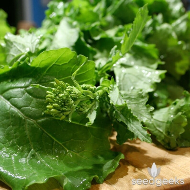Broccoli Raab Rapini Heirloom Seeds - Etsy