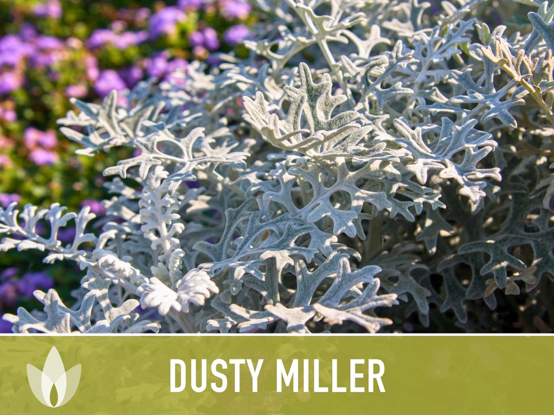 Dusty Miller silverdust Flower Seeds Heirloom Seeds - Etsy