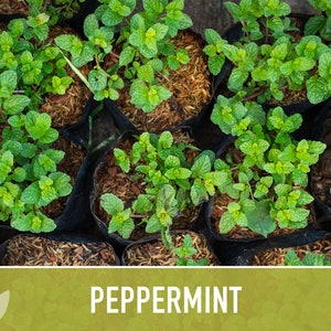 Peppermint Seeds - Heirloom Seeds, Medicinal Herb Seeds, Culinary Herb ...