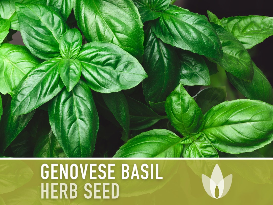 Genovese Basil Heirloom Herb Seeds - Non-gmo, Open Pollinated, Culinary ...