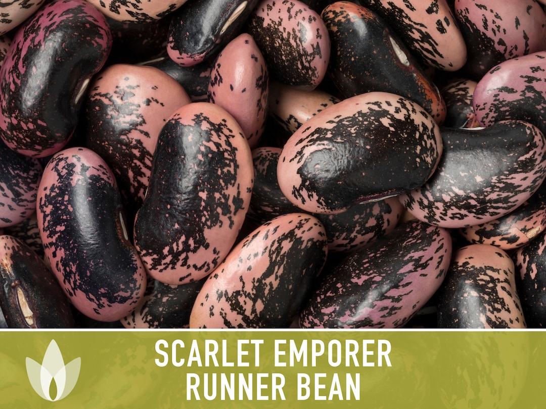 Scarlet Emperor Runner Bean Seeds Heirloom Non-gmo Open - Etsy