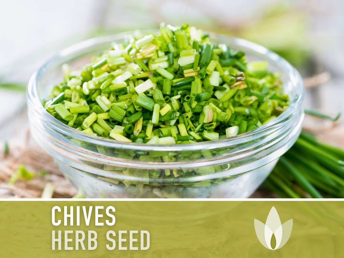Chives Heirloom Herb Seeds - Etsy