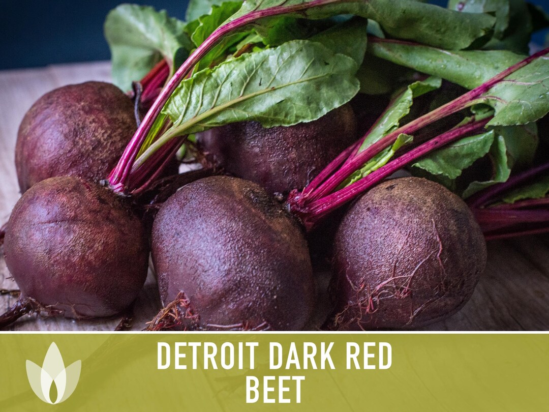 Detroit Dark Red Beet Heirloom Seeds - Etsy