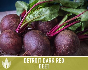 200 Detroit Dark Red Beet Seeds Heirloom Non-gmo Beet Seeds - Etsy