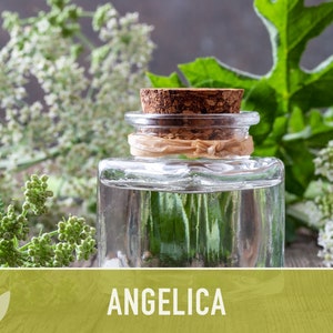 Angelica Heirloom Herb Seeds - Medicinal Herb, Culinary Herb, Holy ...