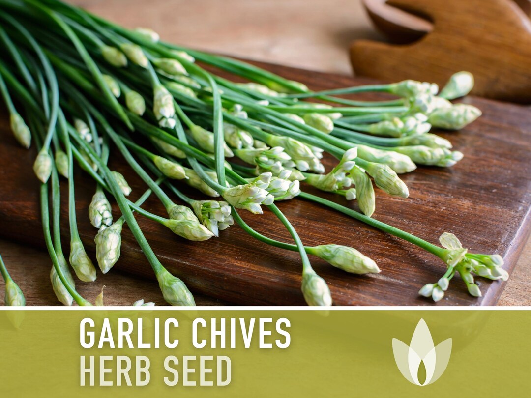 Amazing Garlic Chives Seeds Images