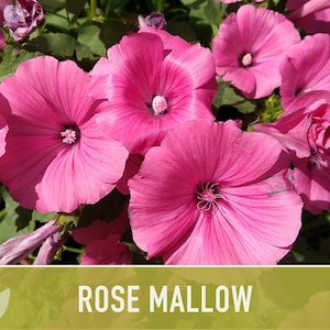Rose Mallow Flower Seeds - Heirloom Seeds, Tree Mallow Seeds, Hibiscus ...