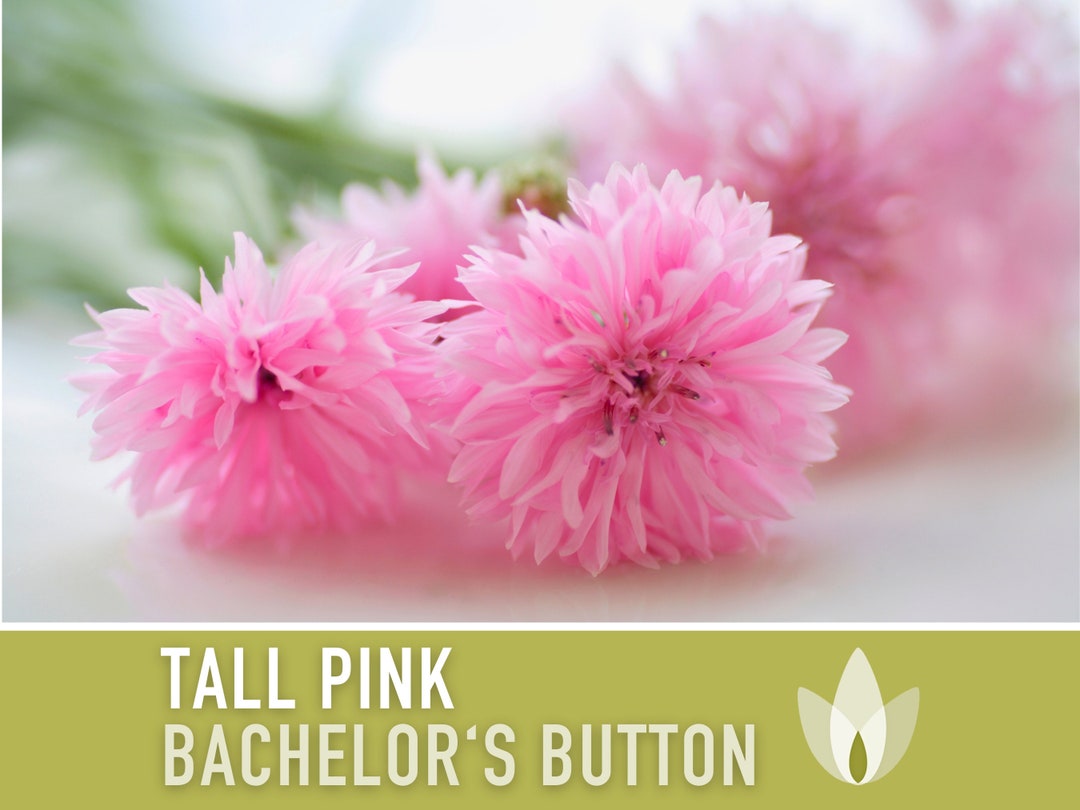 Pink Bachelor's Button Flower Seeds, Heirloom Cornflower - Etsy