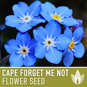 Cape Forget Me Not - 100 Seeds - Heirloom Flower Seeds, Blue Angel ...
