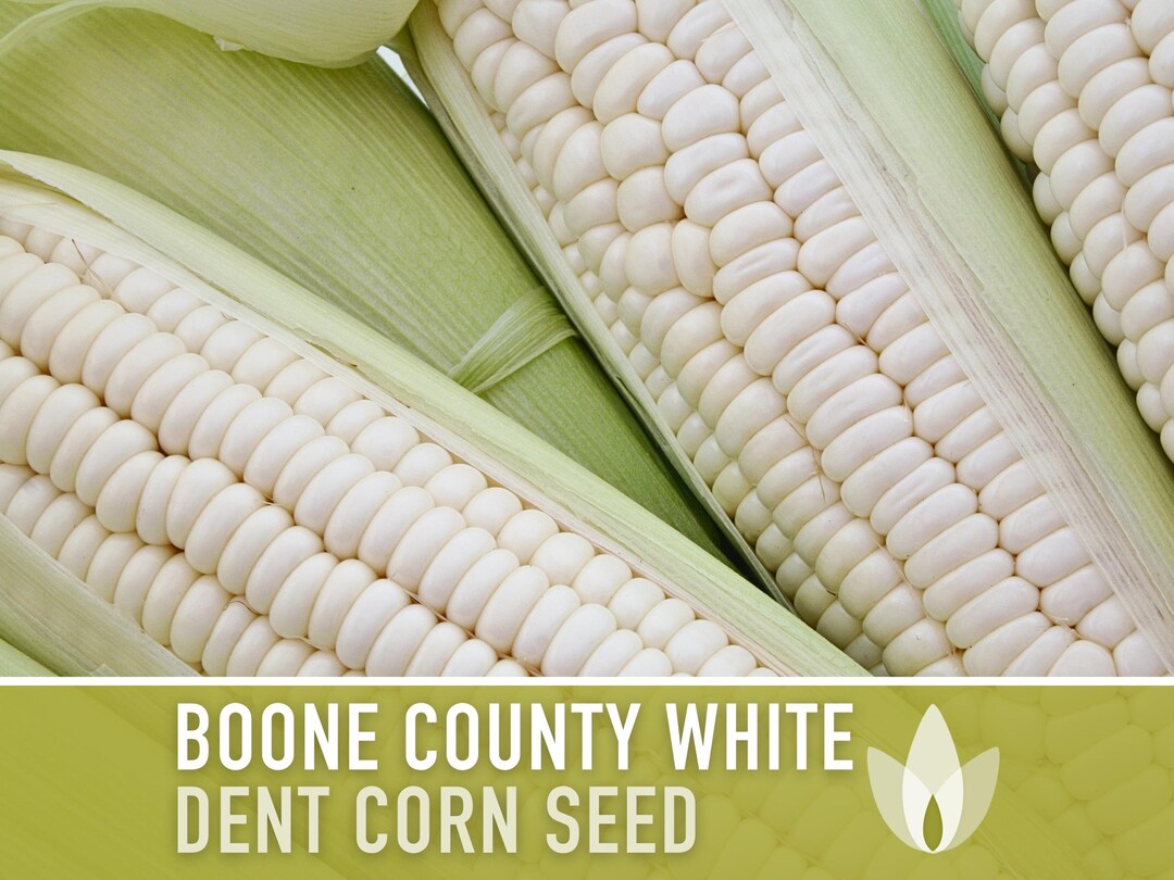 Boone County White Dent Corn Seeds – Heirloom, Open Pollinated - Etsy