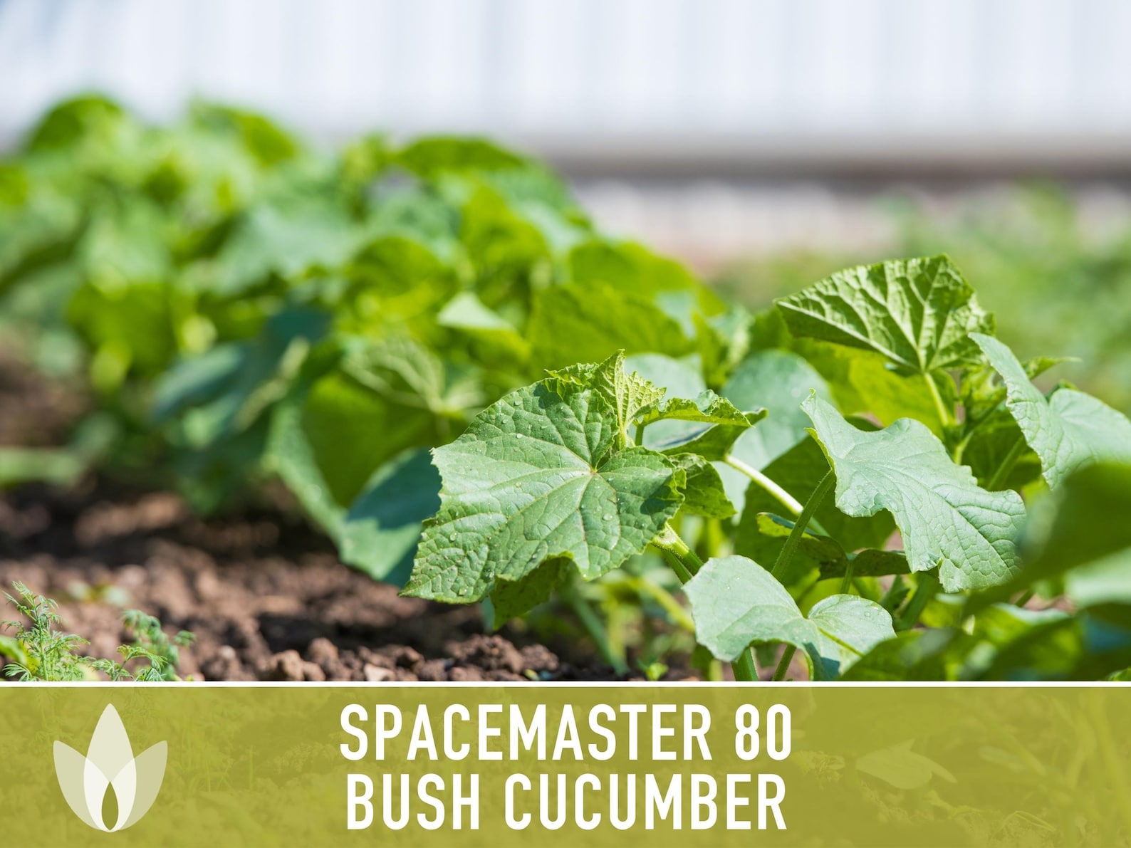 Spacemaster 80 Bush Cucumber Heirloom Seeds - Etsy