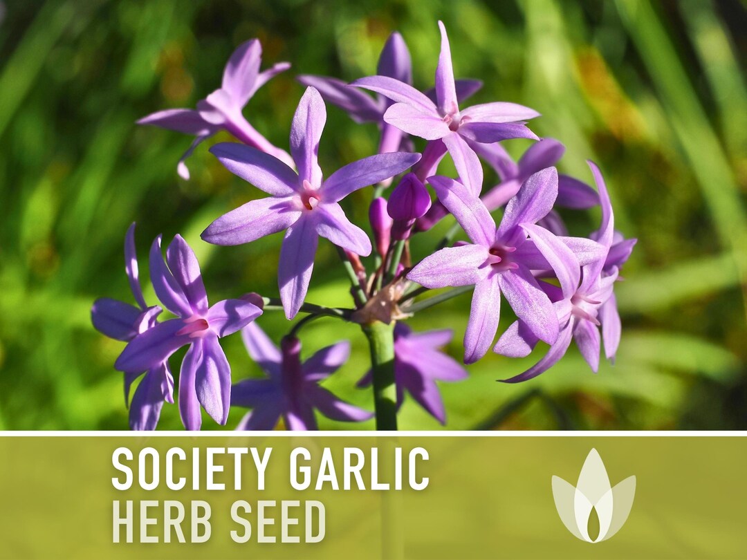 Society Garlic Seeds Heirloom Seeds, Culinary Herb Seeds, Tulbaghia ...