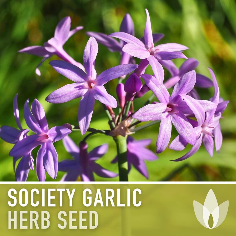 Society Garlic - Etsy