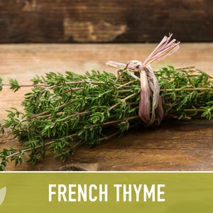 French Thyme Seeds - Culinary Herb, Medicinal Use, Non-gmo - Etsy