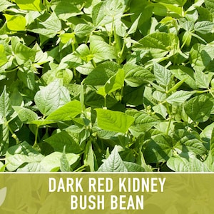 Dark Red Kidney Bean Seeds - Heirloom Seeds, Bush Bean, High Yield ...