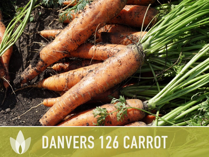 Danvers 126 Carrot Heirloom Seeds Great for Rough Clay - Etsy