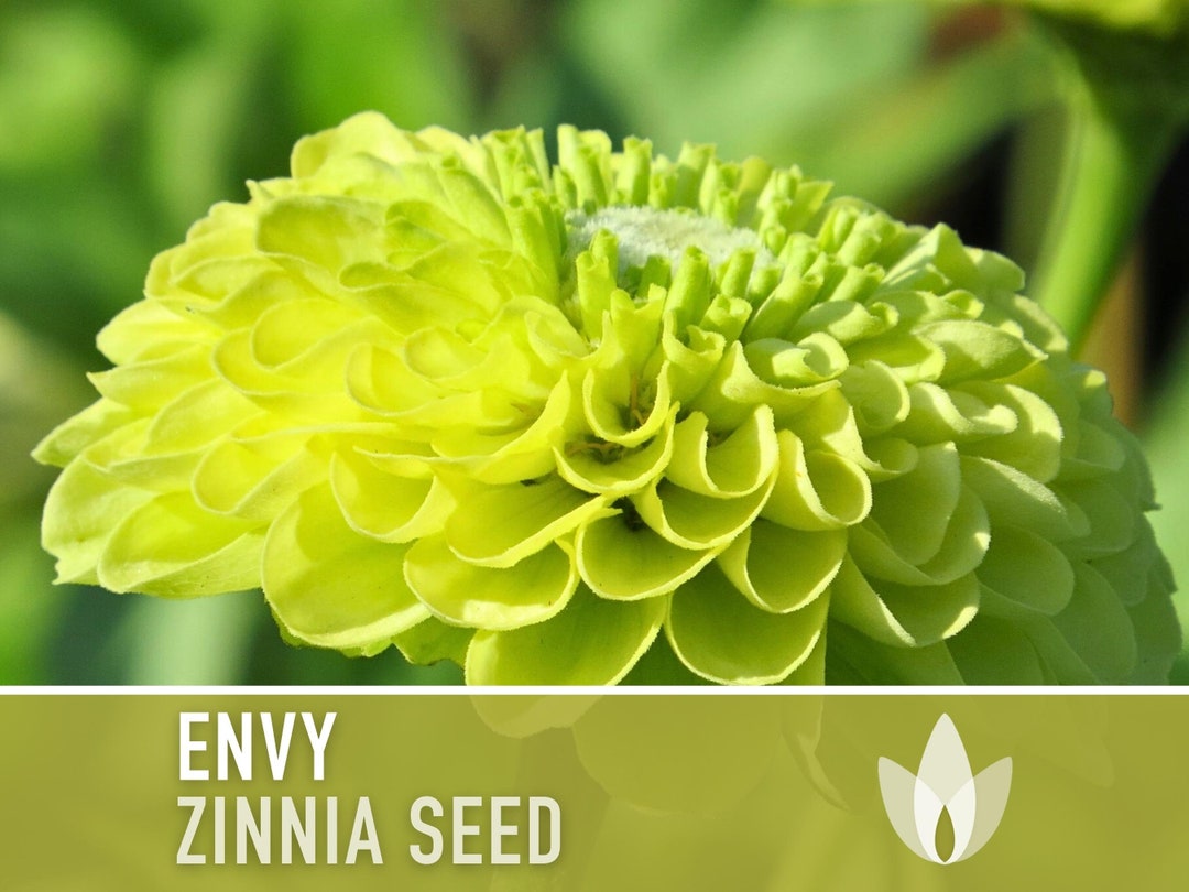 Zinnia, Envy Lime Green Heirloom Seeds, Chartreuse Flower Seeds - Etsy