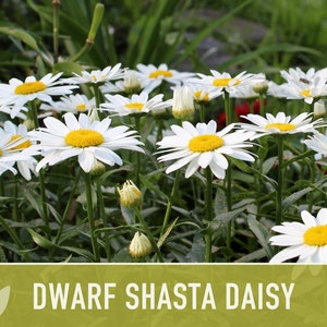 Dwarf Shasta Daisy Seeds, Heirloom Perennial, Edible Flowers - Etsy