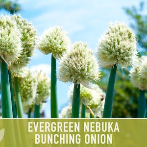 Evergreen Nebuka Bunching Onion Heirloom Seeds - Scallions, Green ...