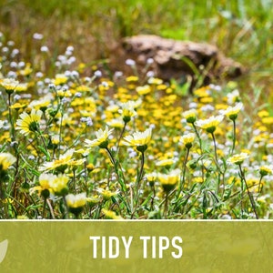 Tidy Tips Flower Seeds - Heirloom Seeds, Southwest Native Wildflower ...