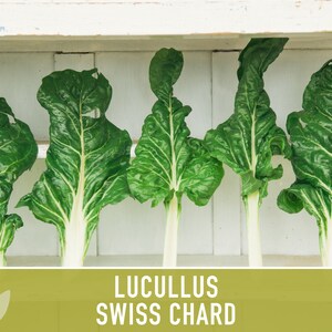 Lucullus Swiss Chard Heirloom Seeds - Etsy