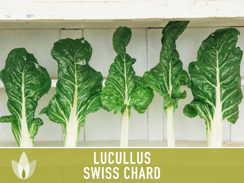 Lucullus Swiss Chard Heirloom Seeds - Etsy