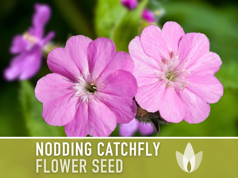 Nodding Catchfly Seeds – Rose Pink Blooms, Pollinator Garden (100 Seeds ...