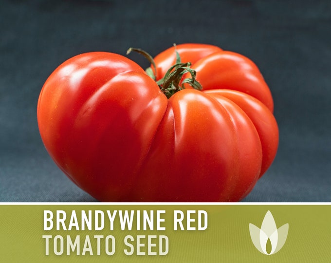 BIG RED TOMATO - Heirloom - the Original - Great Tasting - Read the ...